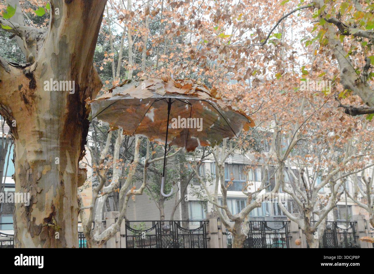 Fallen leaf art in Shanghai, Chian, 20 December, 2025 Stock Photo - Alamy