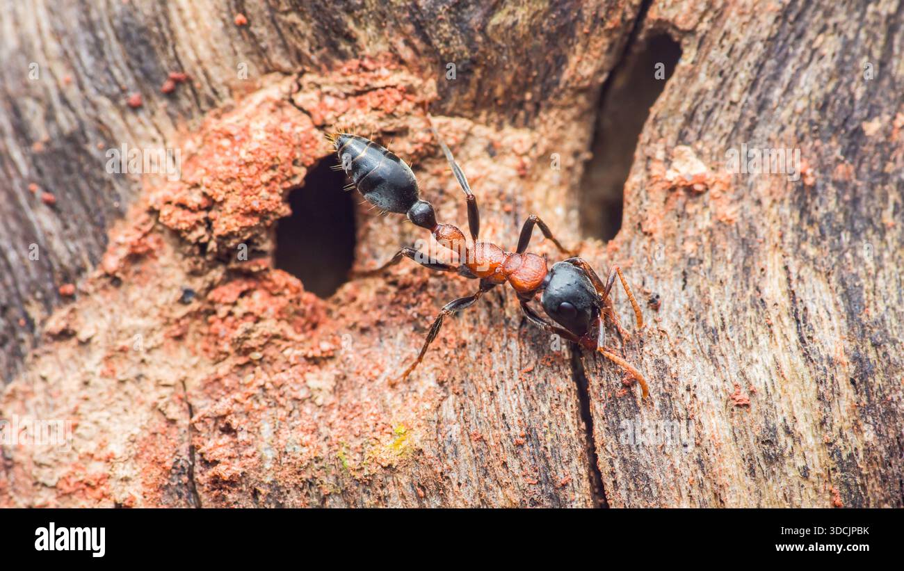 Ant crawling on a tree bark, exploring its natural habitat with visible ...