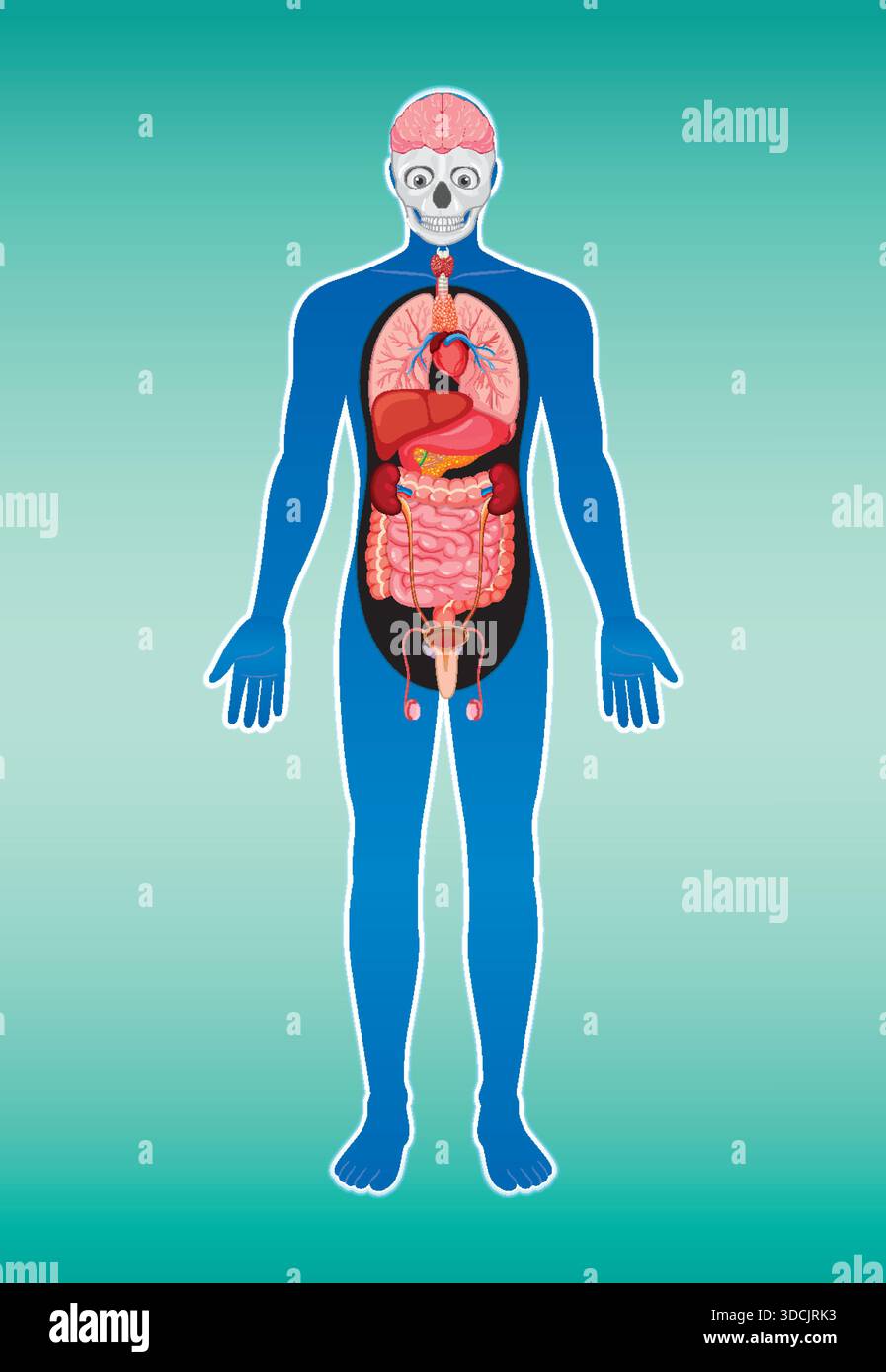 Colorful flat vector diagram of human body anatomy with internal organs ...