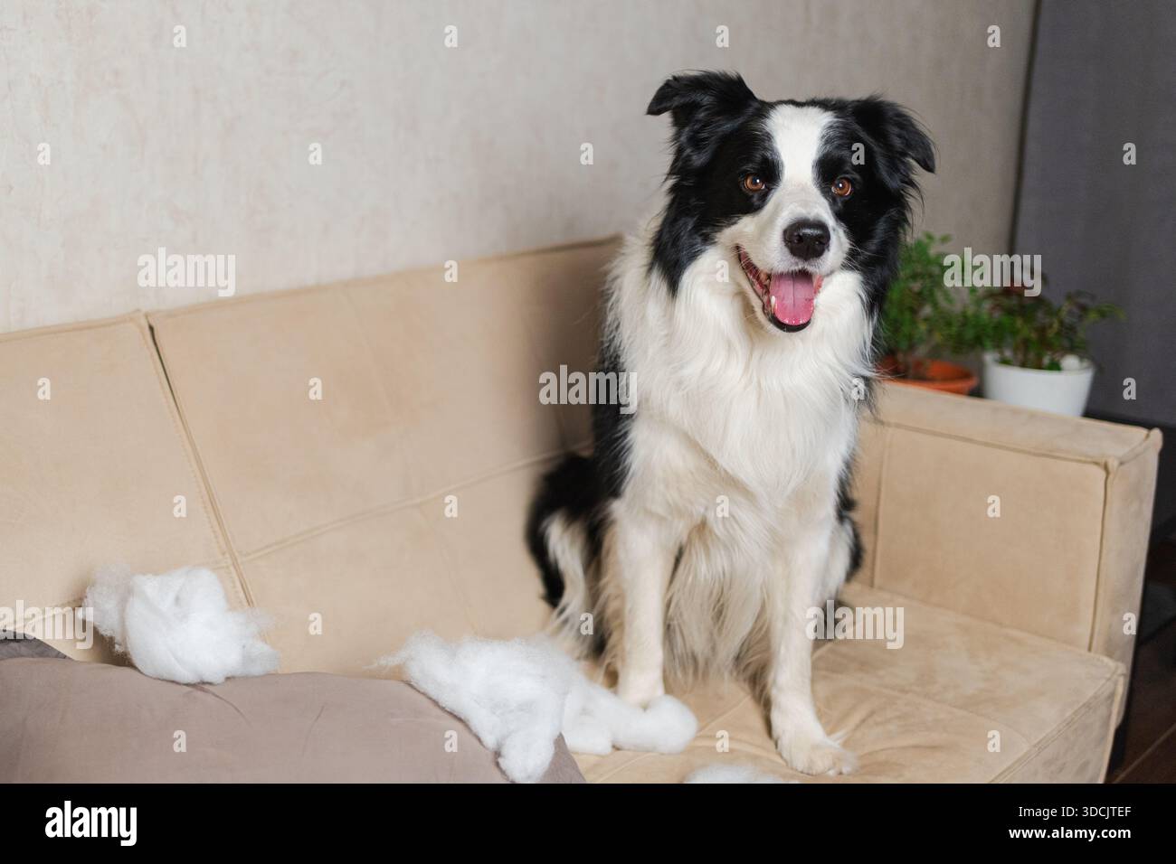Dog pillow mess hi-res stock photography and images - Alamy