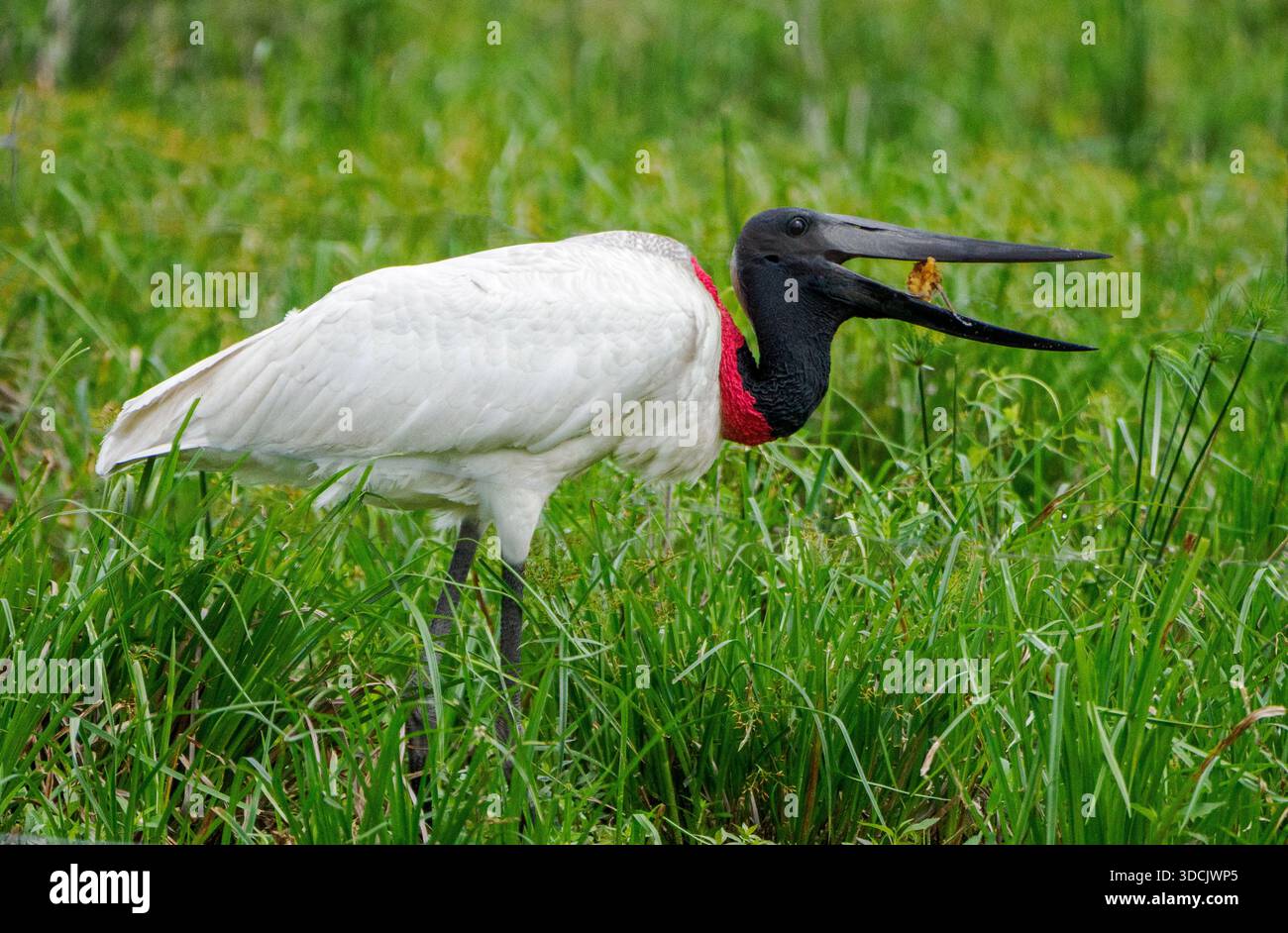 The Jabiru or Jabiru Stork Jabiru mycteria is the tallest flying bird ...