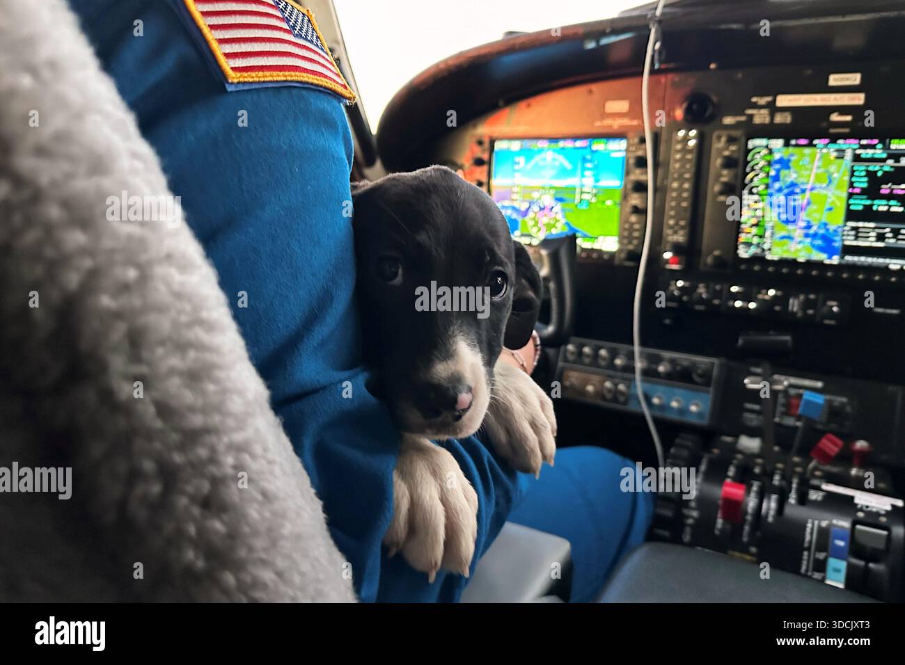 A puppy sits on pilot Stephen Nur's lap during a flight organized by ...