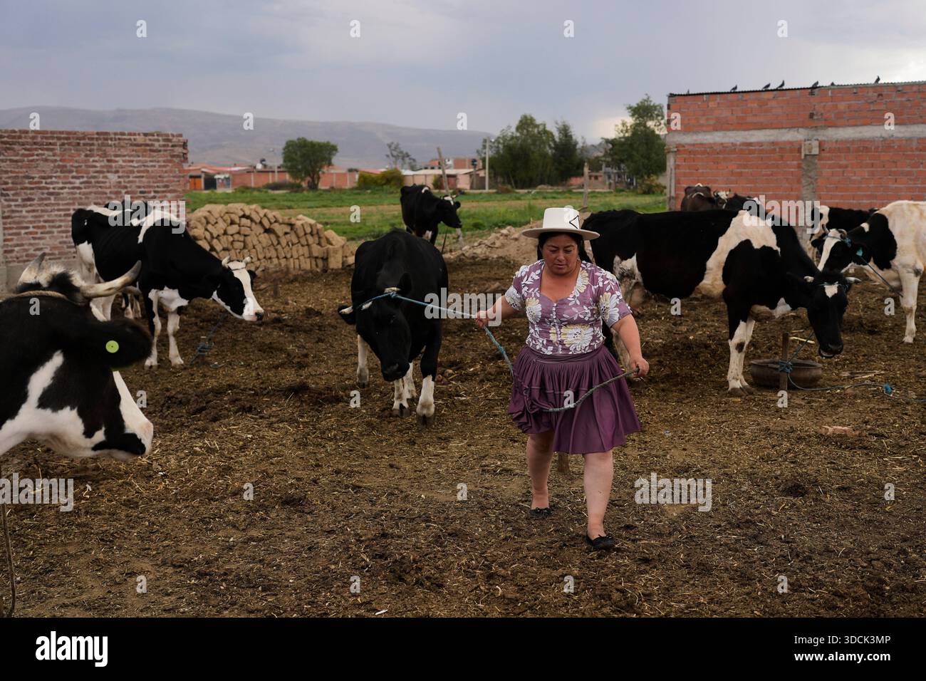 FILE - Ana Jimenez leads a cow to be milked on her farm in Villa Mayca ...