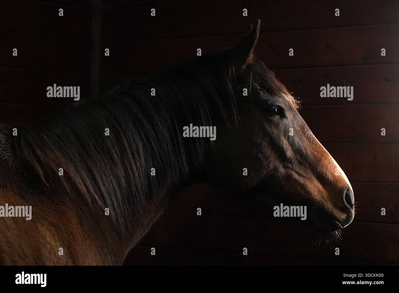 A horse stands in its stall at LongRun Thoroughbred Retirement Society ...
