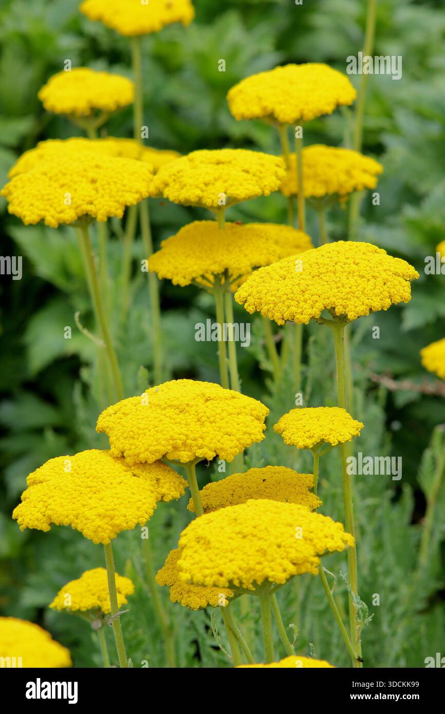 Achillea filipendulina Gold Plate Stock Photo - Alamy