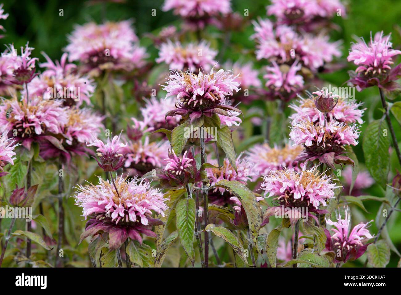 Monarda Beauty of Cobham Stock Photo - Alamy