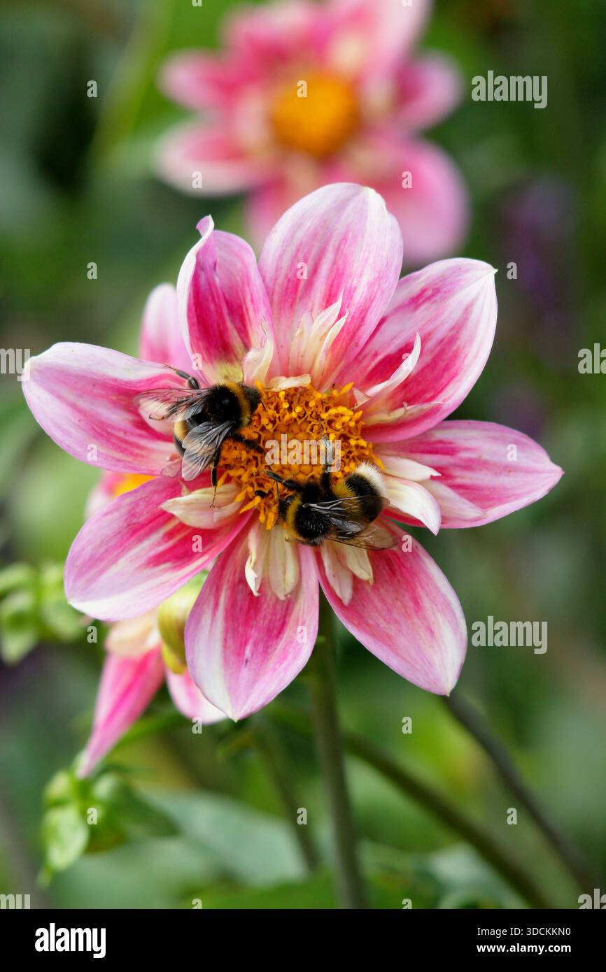 Buff-tailed Bumblebee Bombus terrestris Dahlia Edith Jones Stock Photo ...