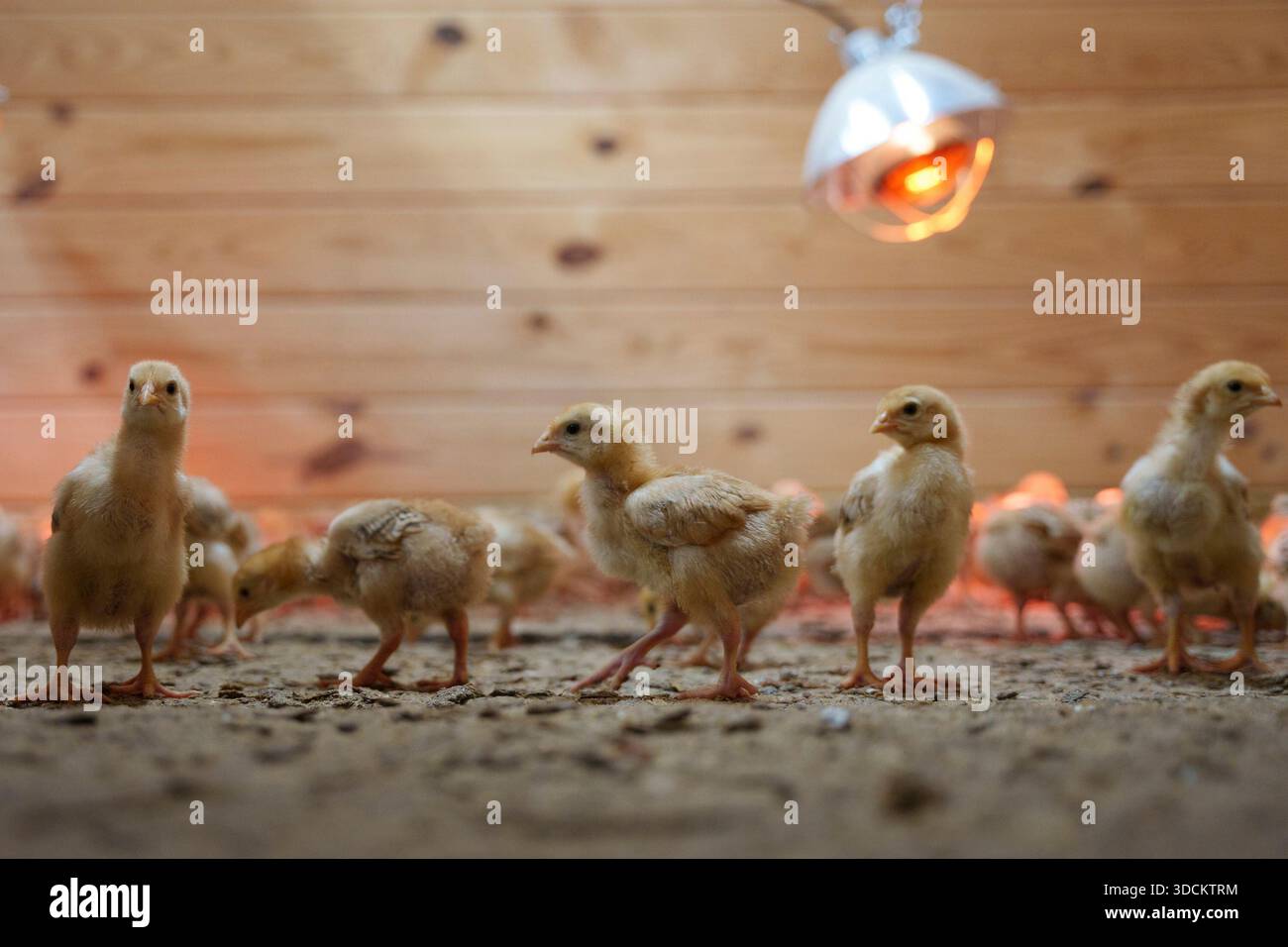 FILE - Hundreds of chicks mill around a stall at First State Animal ...