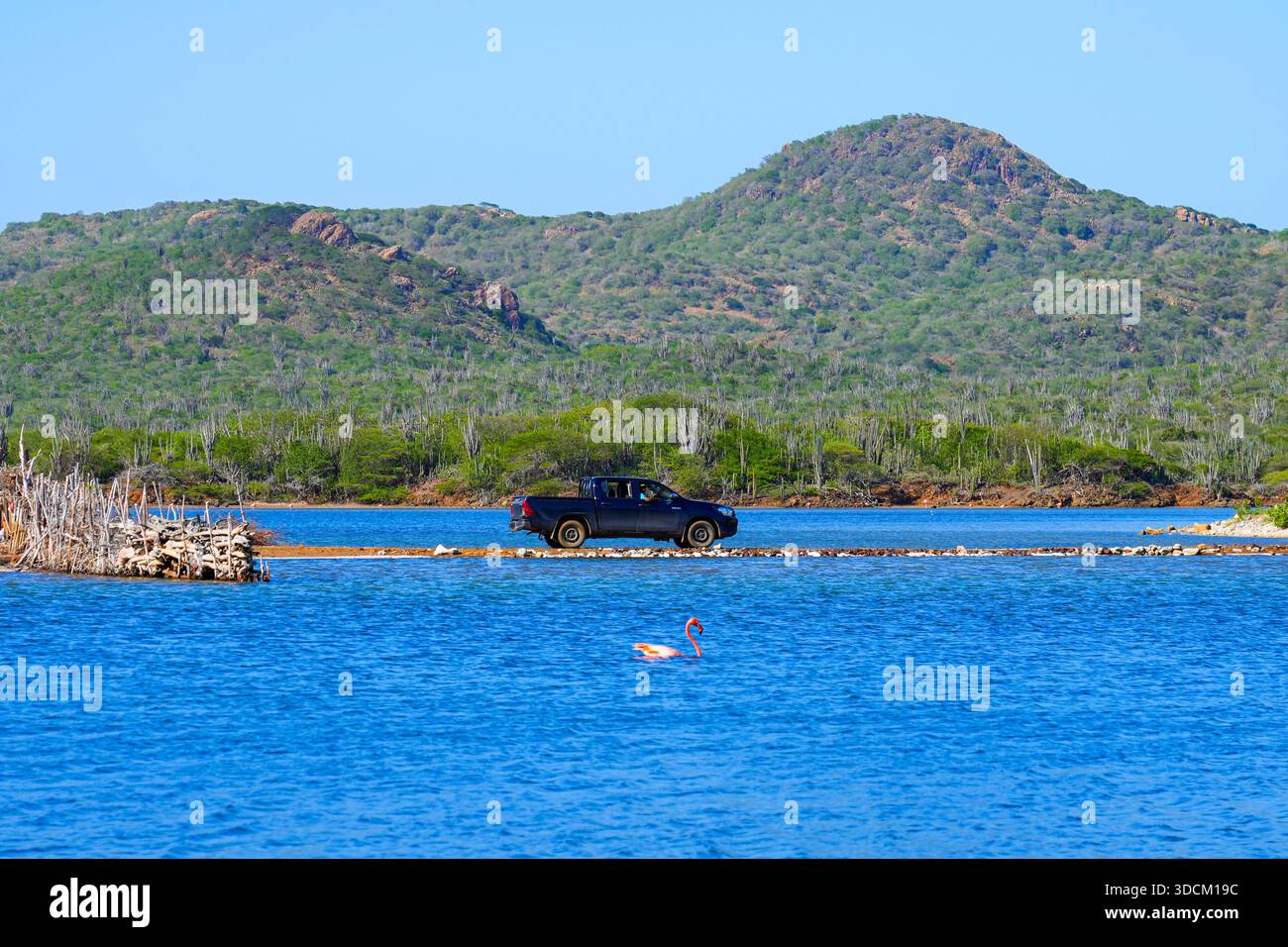 Caribbean flamingo with grey plumage in the shallow waters of the Goto ...