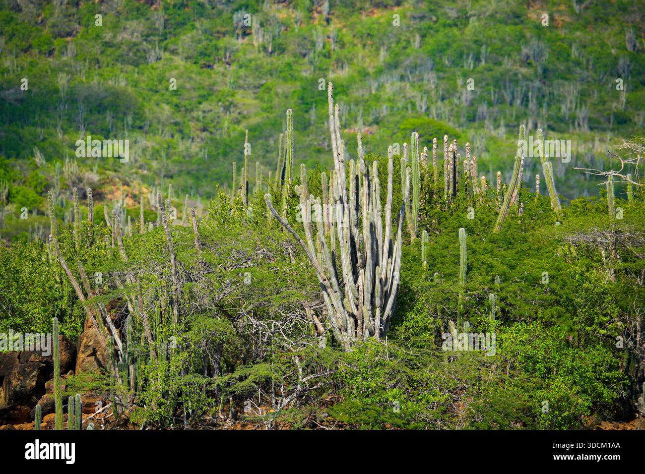 Arborescent cactus in the arid landscape surrounding the Goto Meer salt ...