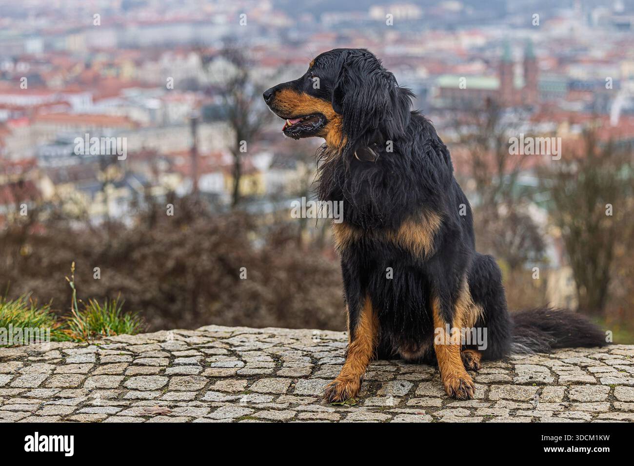 Nose and smile visible hi-res stock photography and images - Alamy