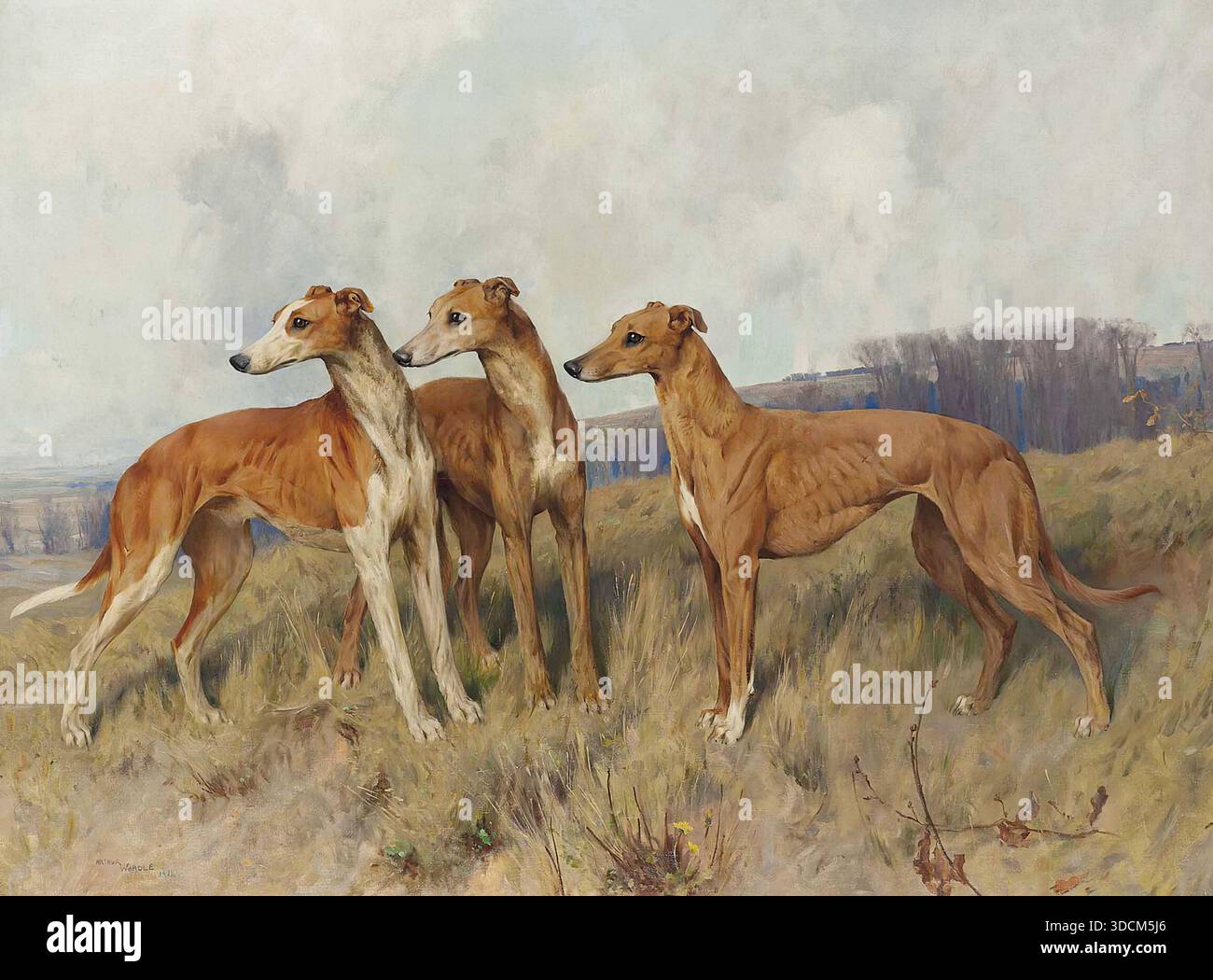Arthur Wardle - Colonel J. Dennis' Greyhounds - Distingue, Dendraspis ...