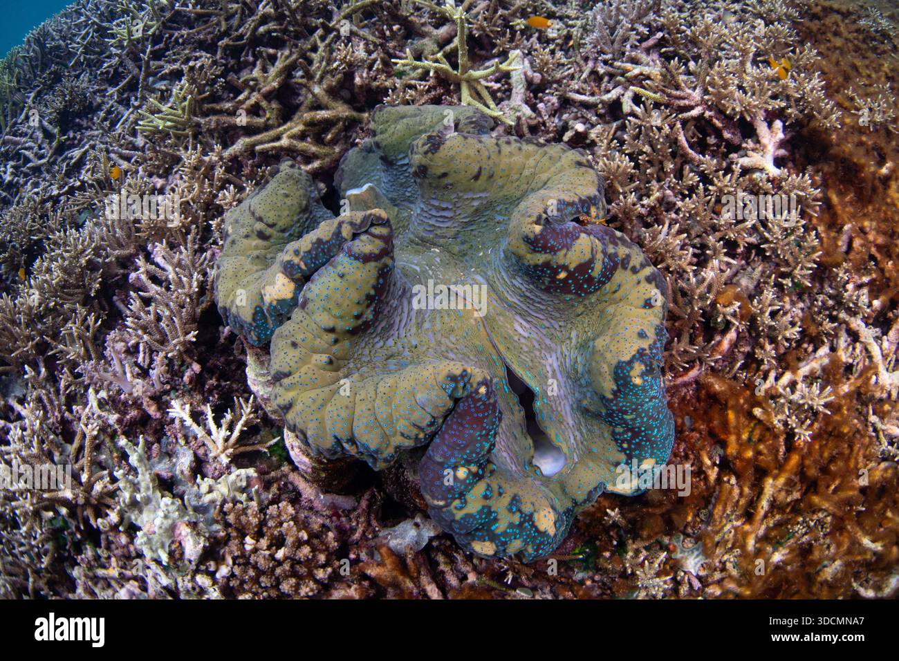 A massive giant clam, Tridacna gigas, grows on a shallow coral reef in ...