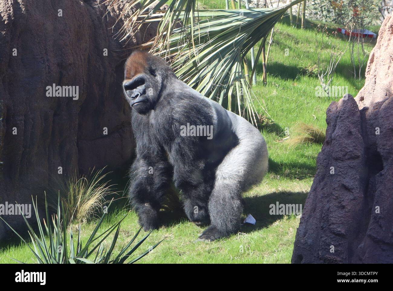 A gorilla is at the San Antonio Zoo in San Antonio, TX, on December 18 ...