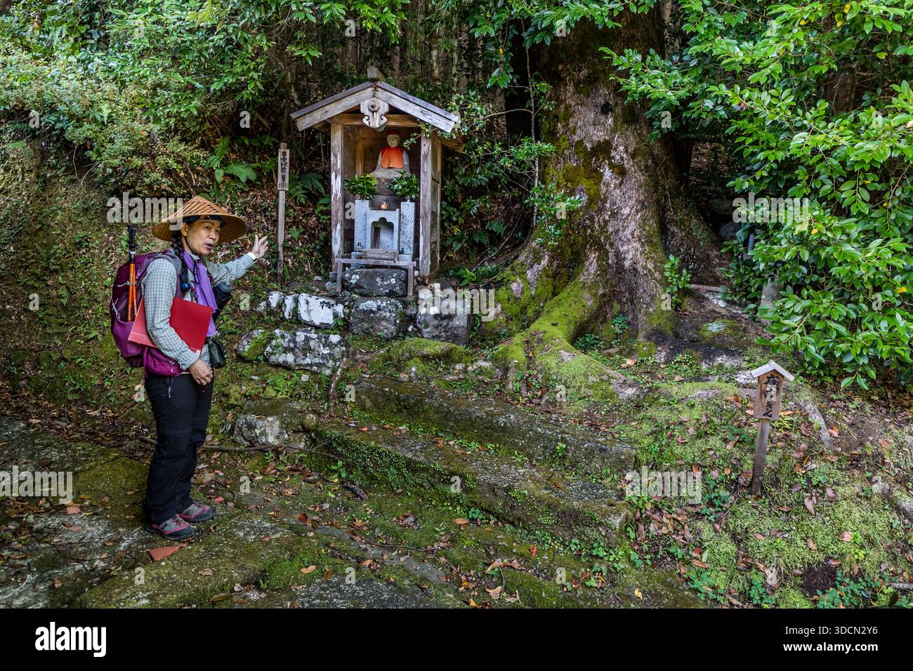Hiking guide points to a small shrine in a forest in Tanabe. It is one ...