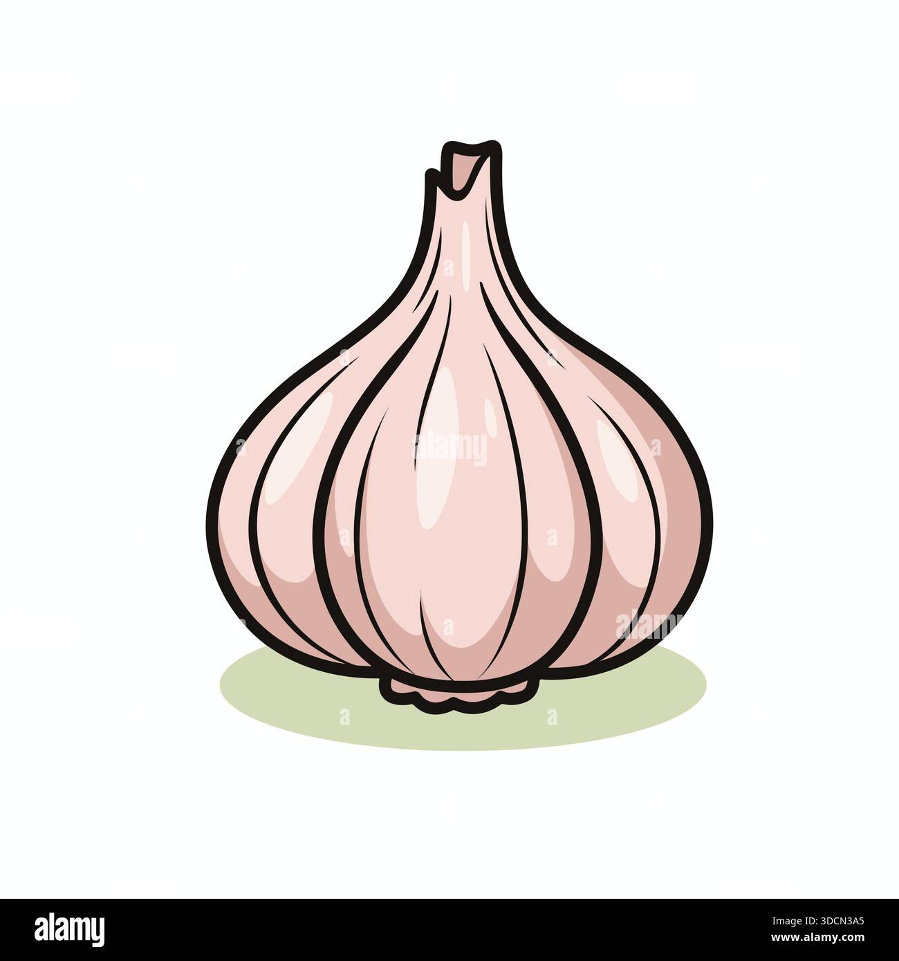 Garlic bulb isolated on Stock Vector Images - Alamy
