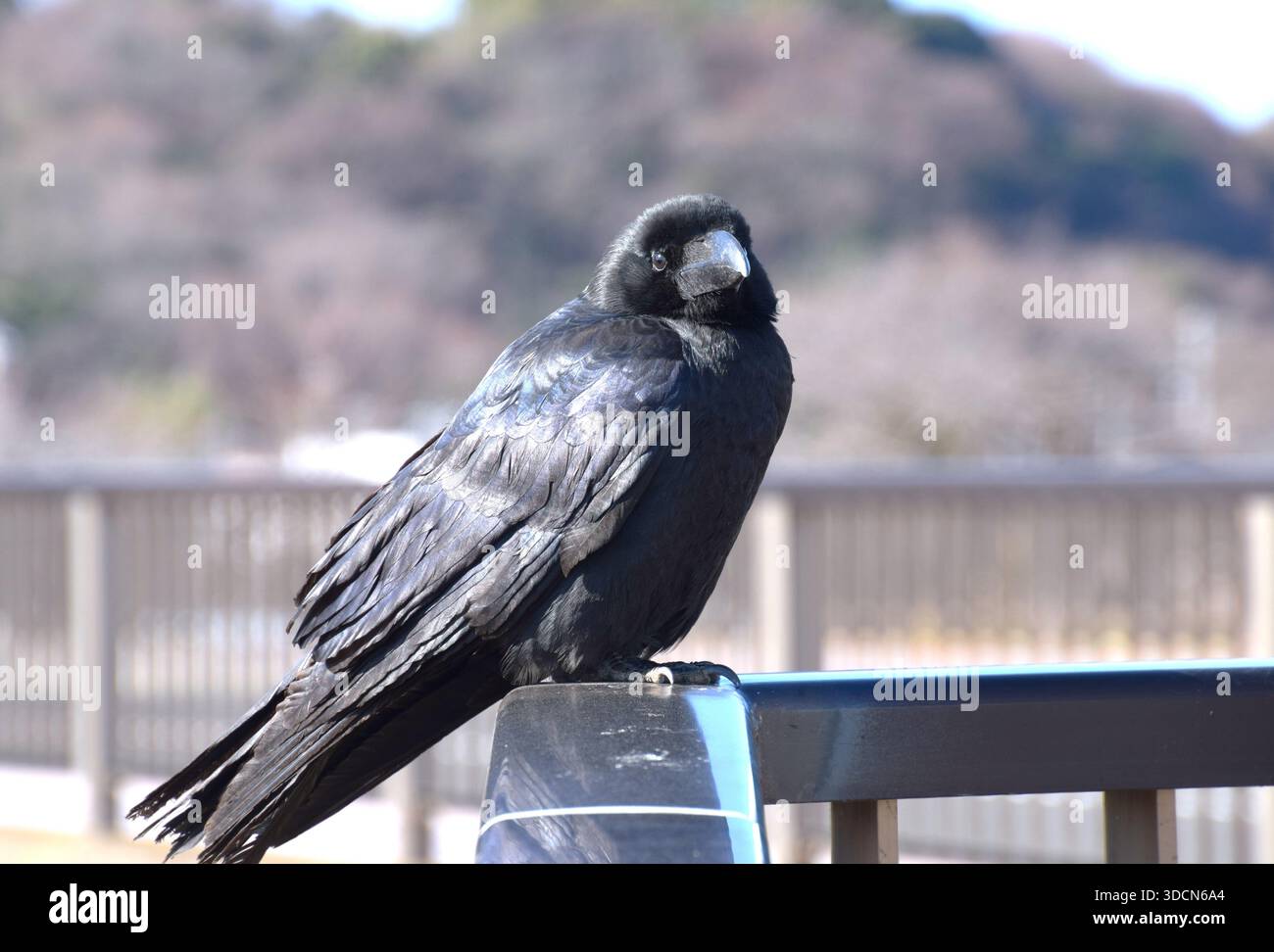 A crow in natural scenery. Crows have brains three times larger than ...