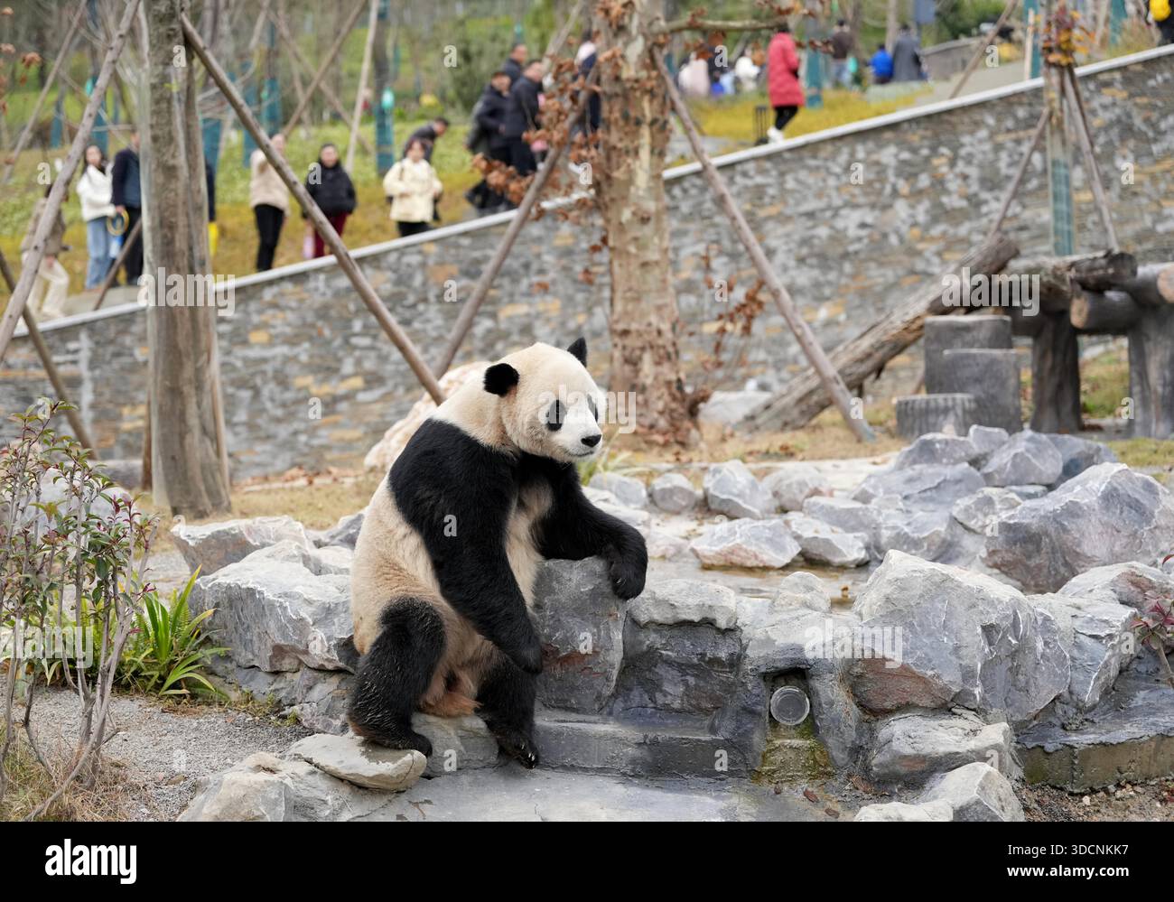 **CHINESE MAINLAND, HONG KONG, MACAU AND TAIWAN OUT** Giant pandas ...