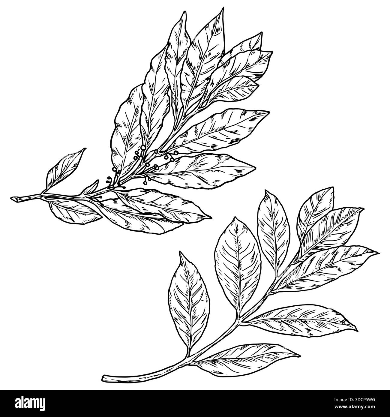 Sprigs of herbs Black and White Stock Photos & Images - Alamy