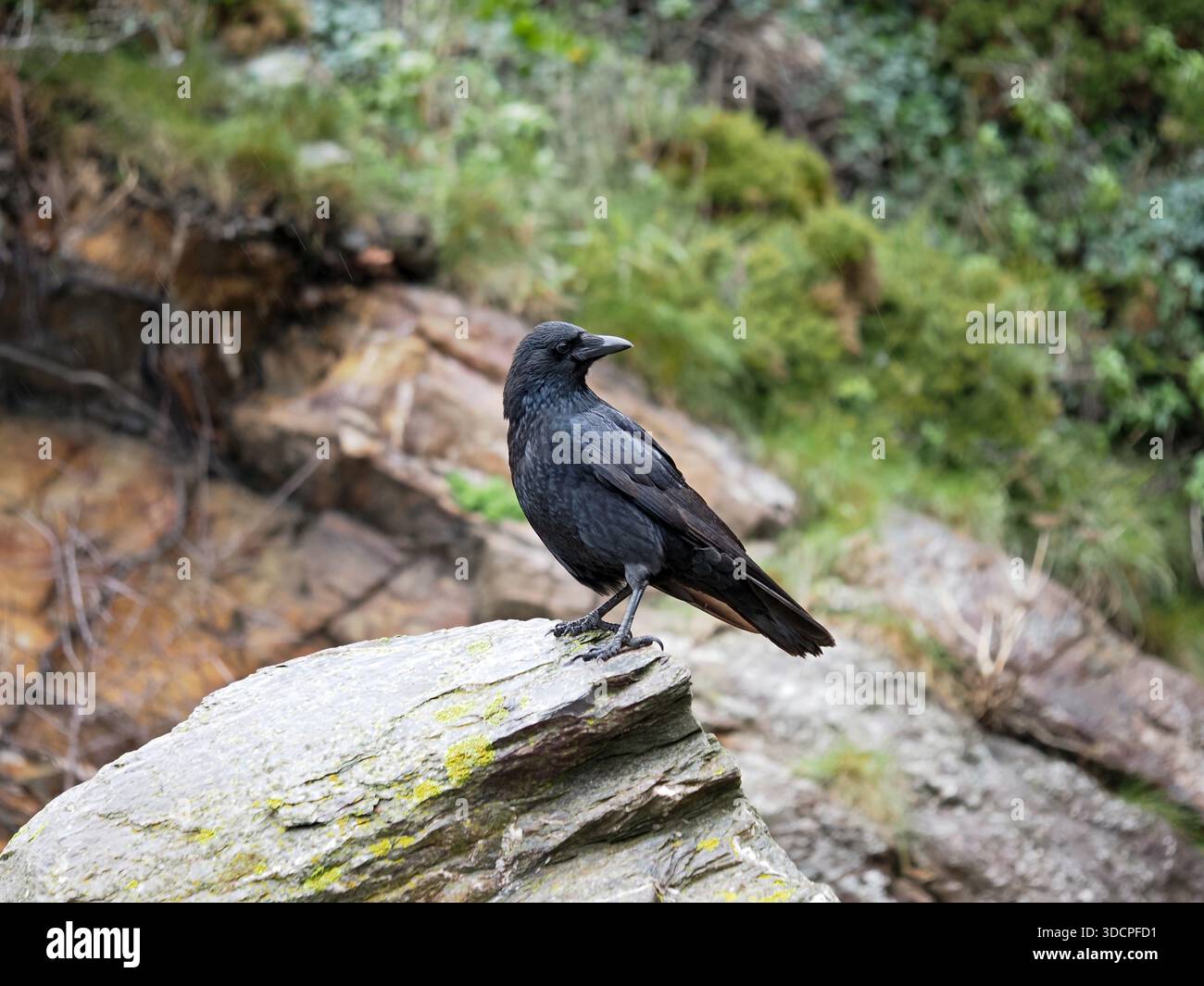 Jennycliff beach hi-res stock photography and images - Alamy