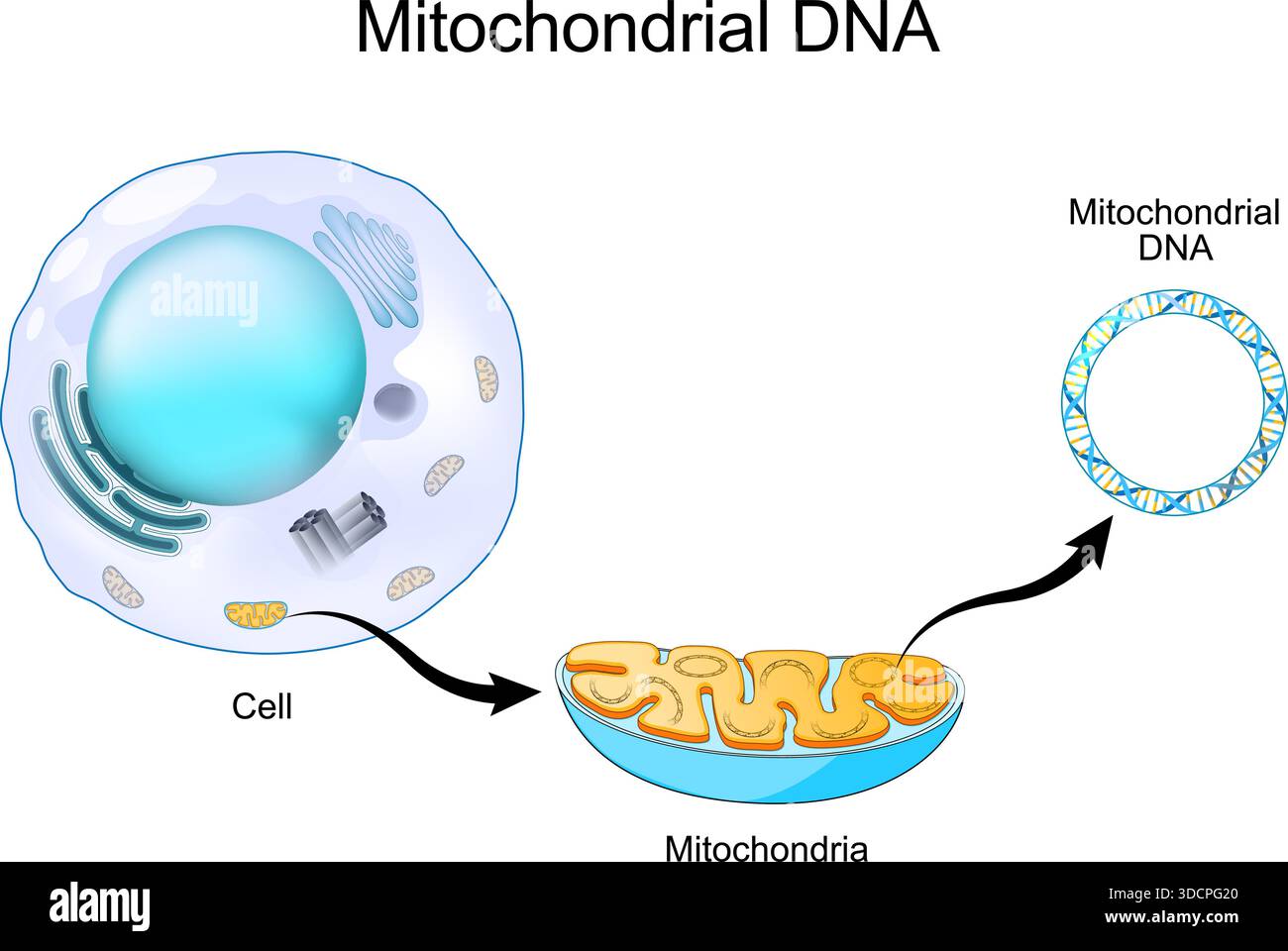 Cellular respiration hi-res stock photography and images - Alamy