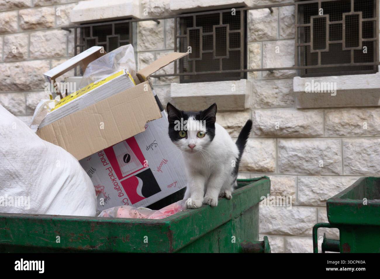 A young stray cat is seen in Bethlehem, Palestine on 22 December, 2025 ...