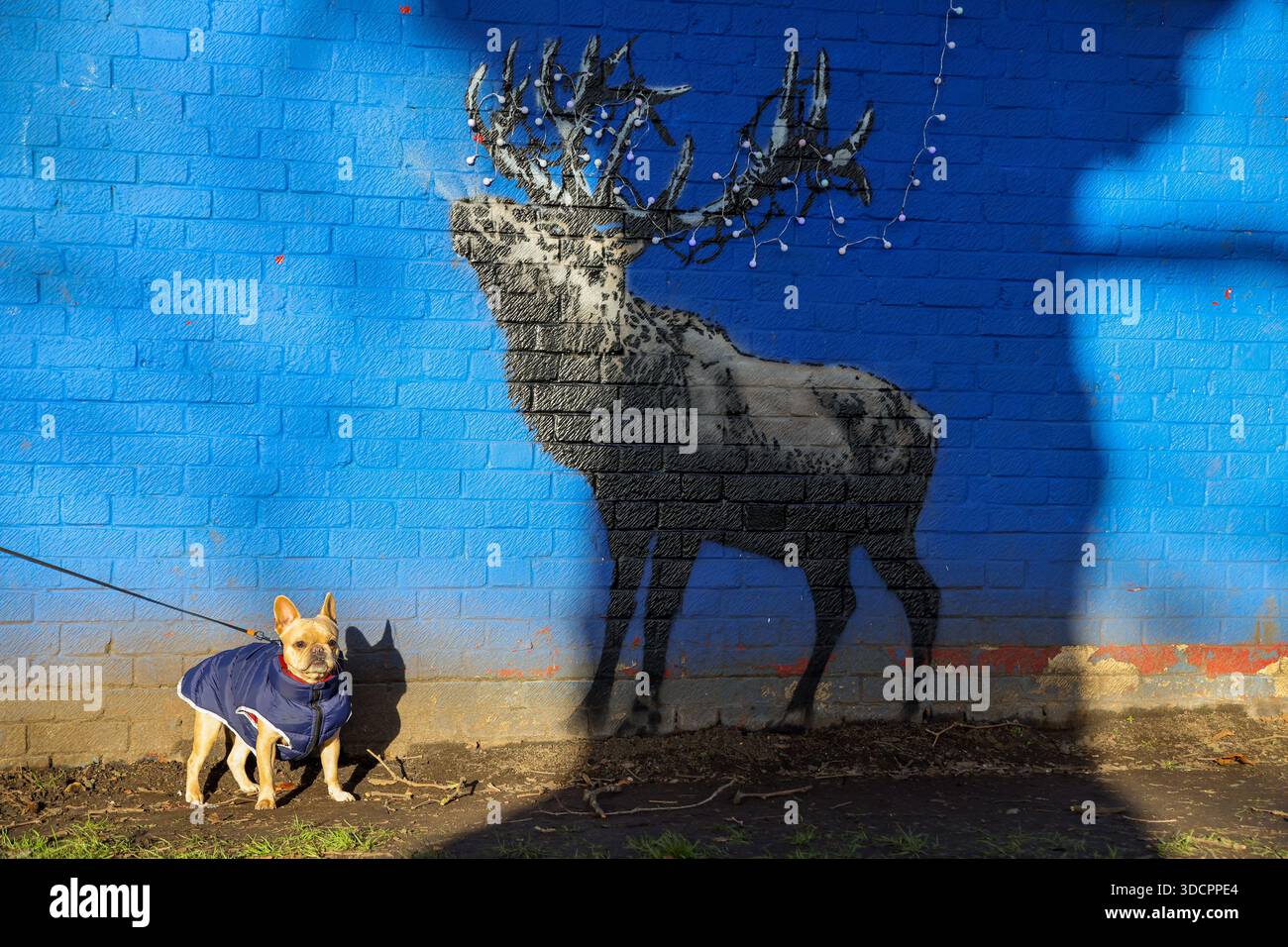 London. UK. 24 Dec 2025. A dog next to an unconfirmed stencil depicting ...