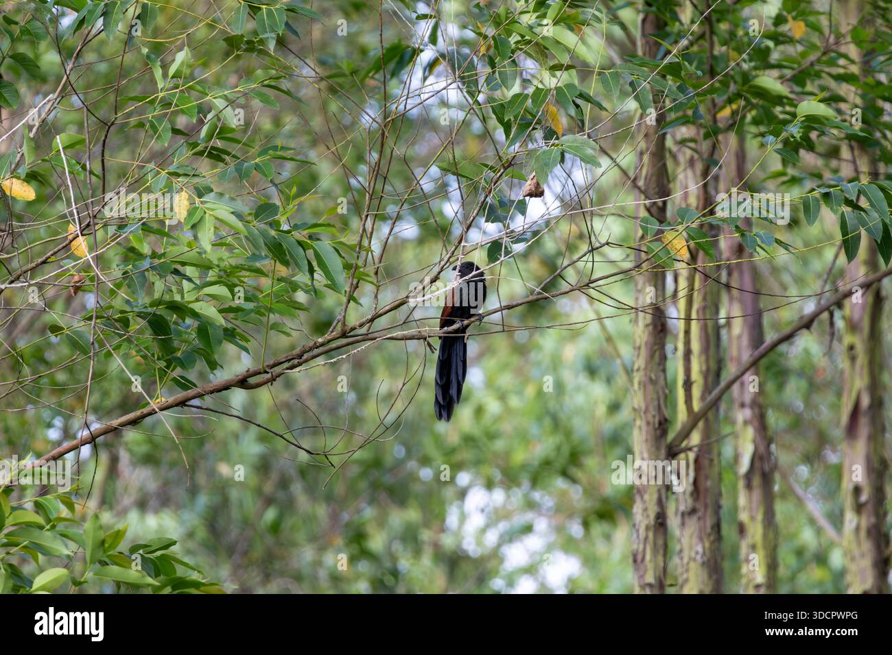 Philippine coucal hi-res stock photography and images - Alamy