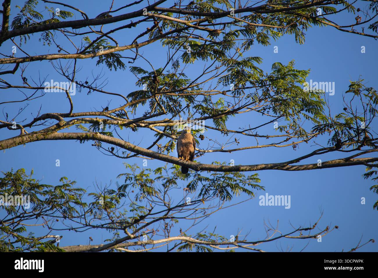 A wide shot of an adult Philippine Serpent Eagle (Spilornis holospilus ...