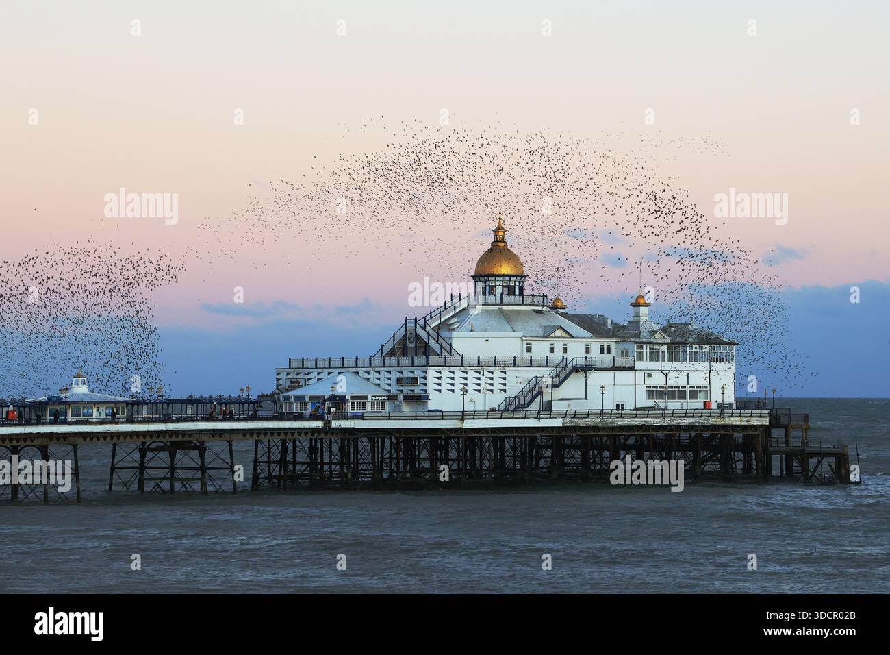 Uk murmuration 2025 hi-res stock photography and images - Alamy
