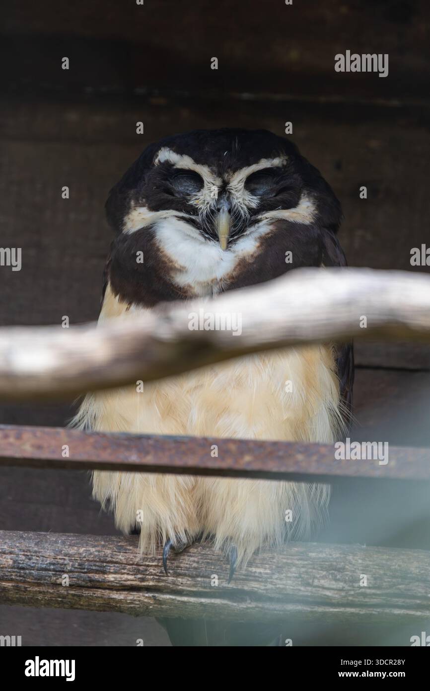 Large owl with white eye rings and yellow eyes eats small mammals ...