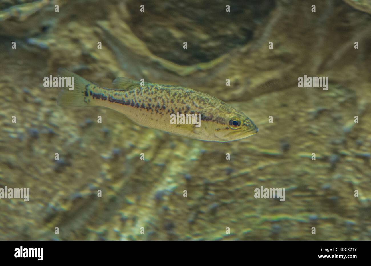 Largemouth bass, black-bass, or Micropterus nigricans. Specimen of ...