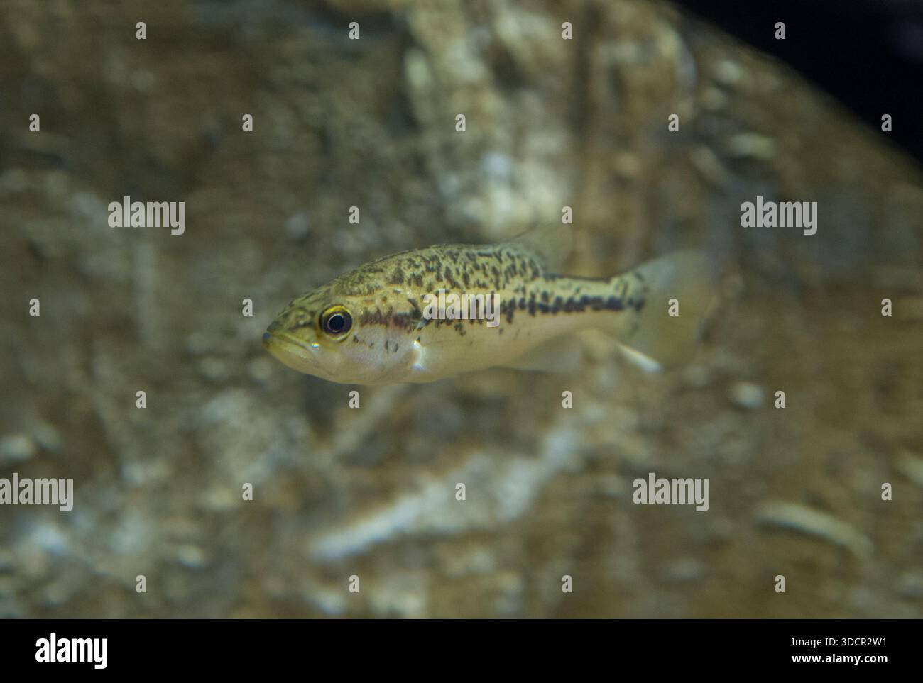 Largemouth bass, black-bass, or Micropterus nigricans. Specimen of ...