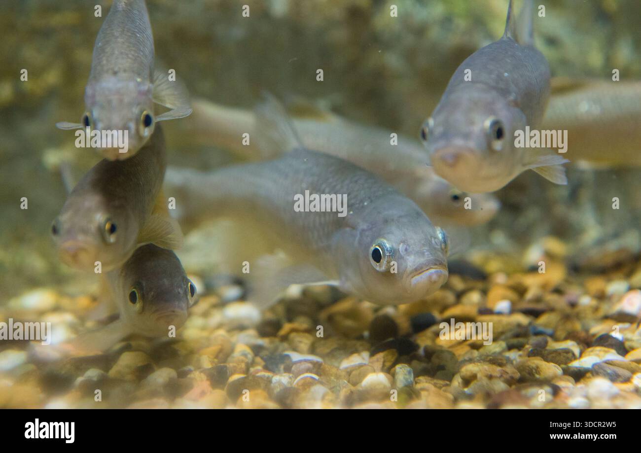 Squalius pyrenaicus hi-res stock photography and images - Alamy