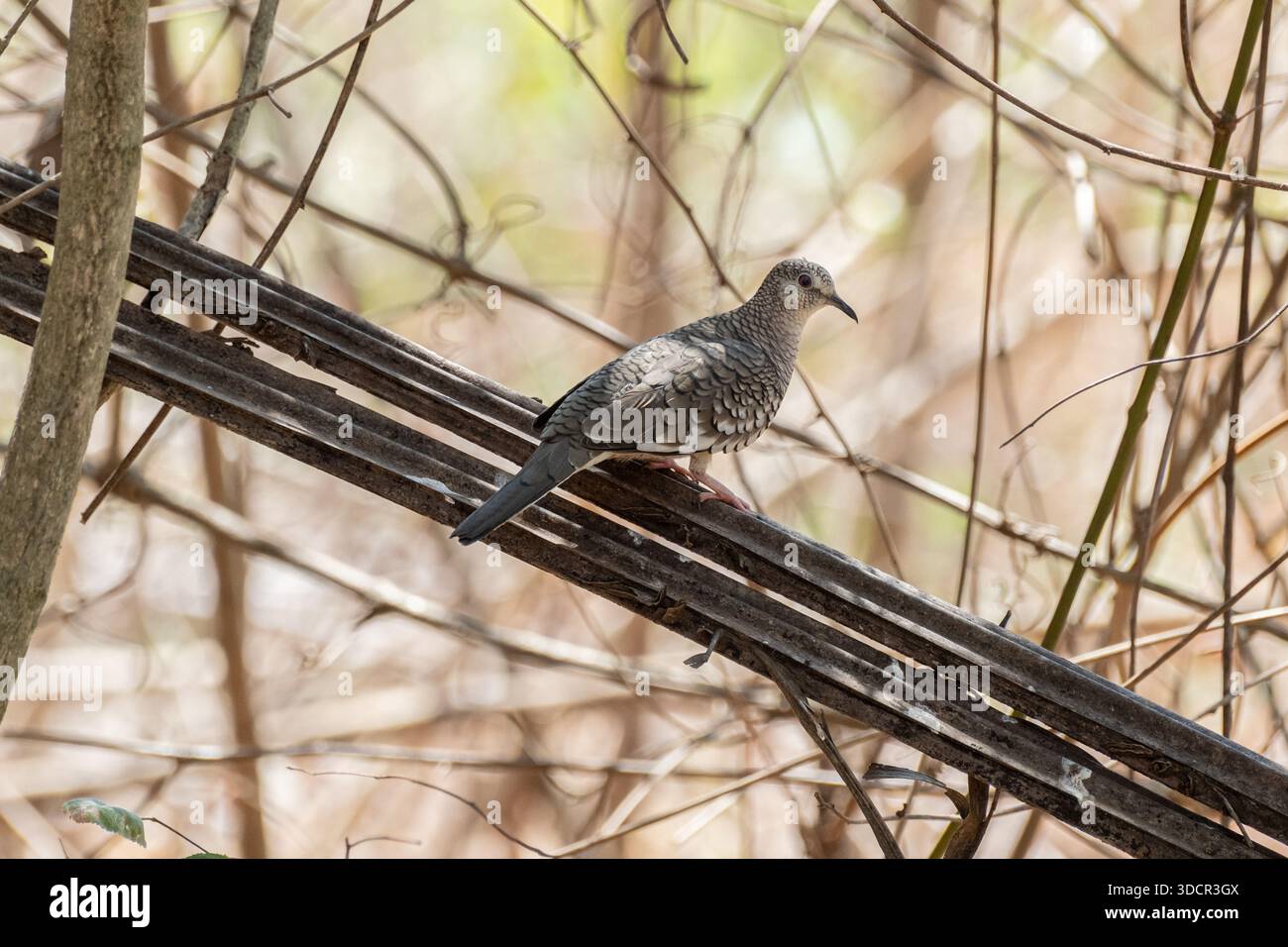 Characteristic plumage pattern hi-res stock photography and images - Alamy