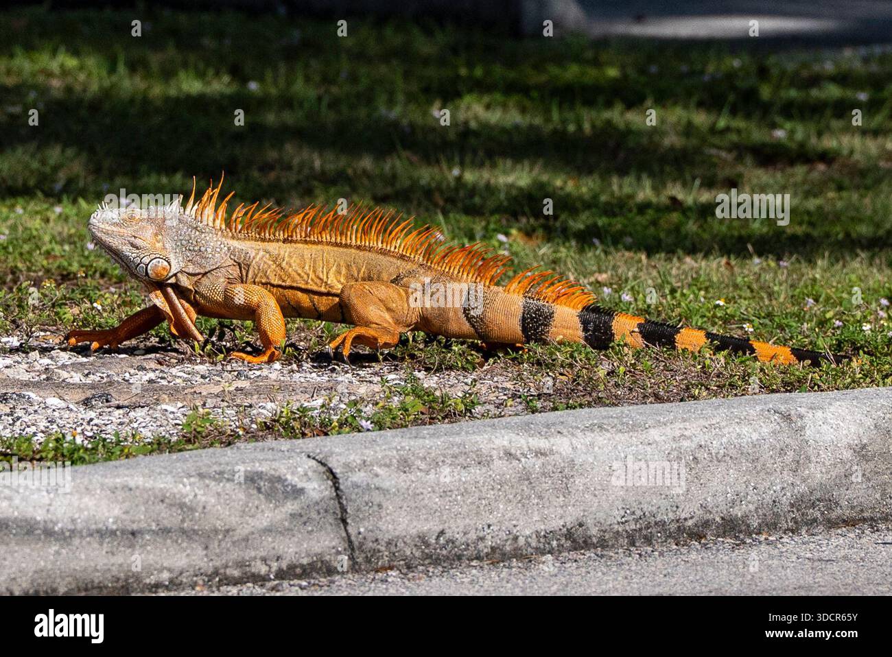An orange iguana moves to a tree, Wednesday, Dec. 24, 2025, in West ...