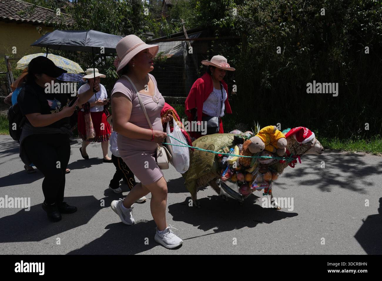 People walk sheep during a Christmas procession in Quingeo, Ecuador ...