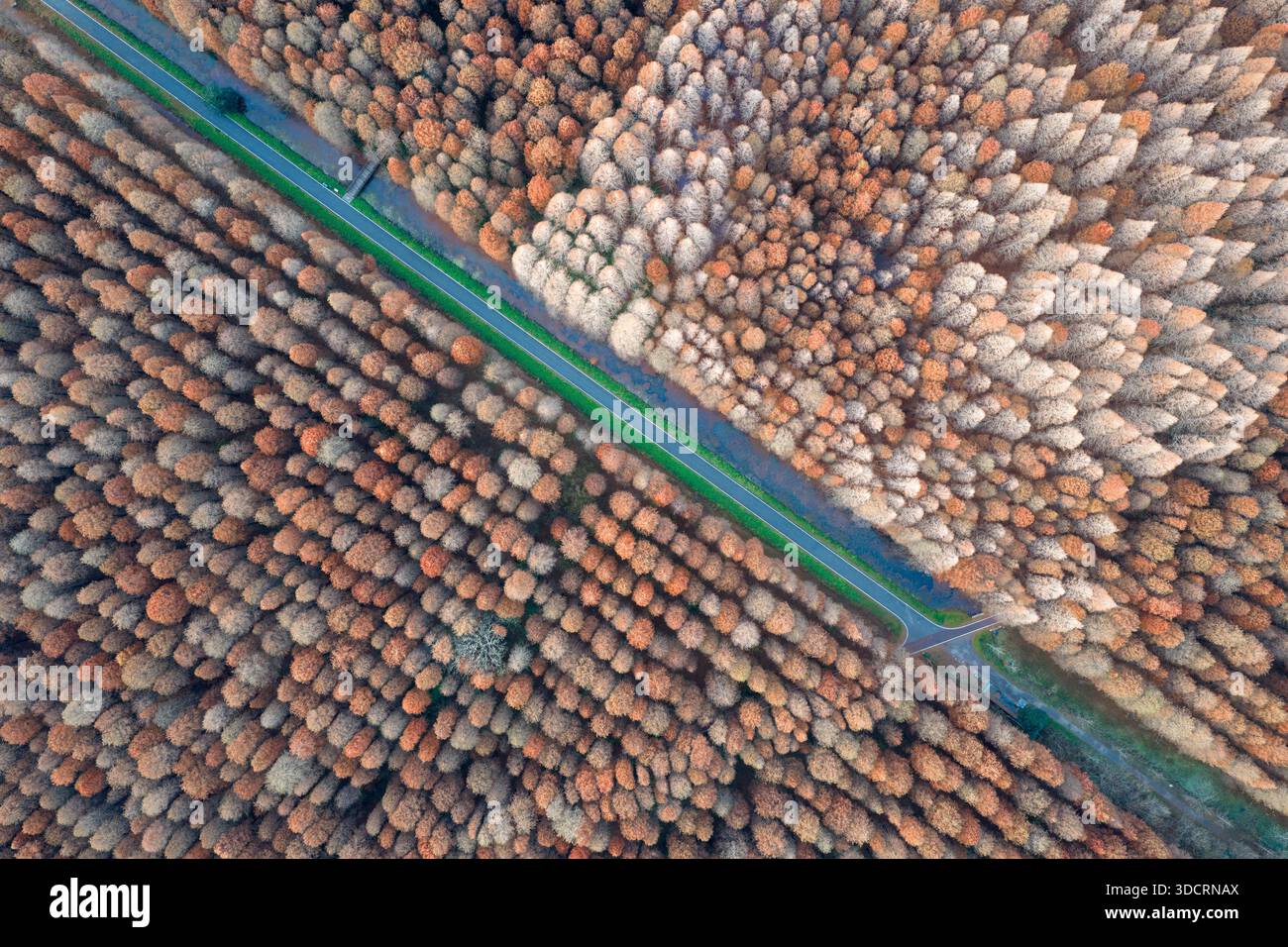 Aerial photo shows the water forest in Jinhu County, Huai'an City, east ...