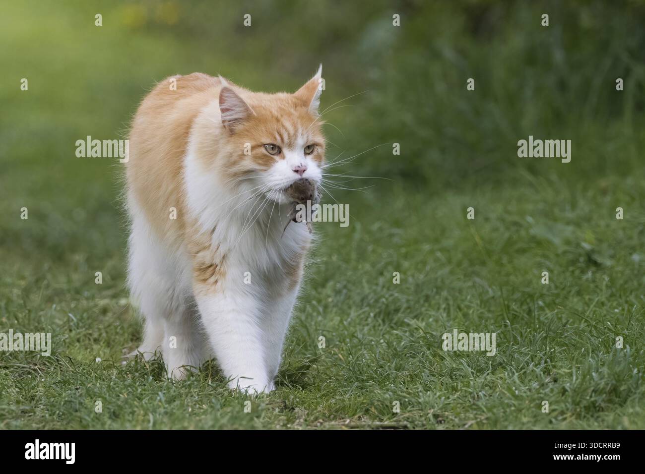 An orange and white cat (Felis catus) in a meadow carrying a mouse in ...