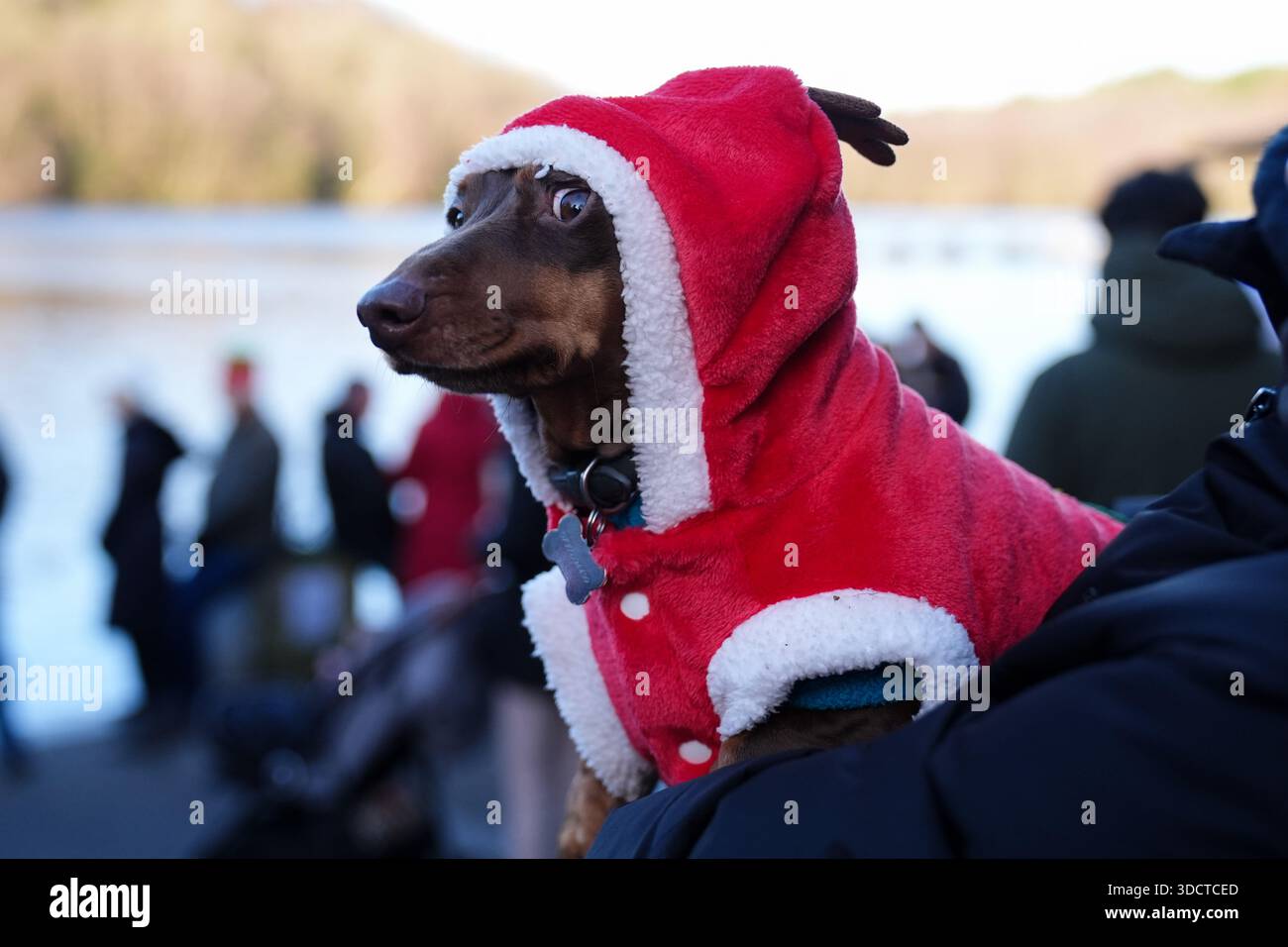 A Dachshund dog dressed festively at the Christmas Day dip in Blackroot ...