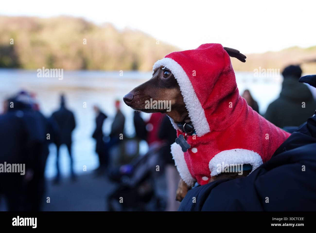 A Dachshund dog dressed festively at the Christmas Day dip in Blackroot ...