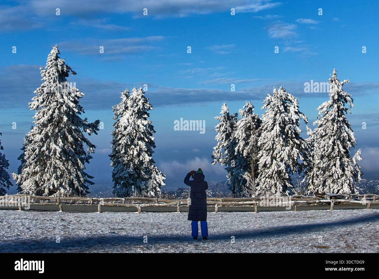 Frozen trees stand on top of the Feldberg mountain near Frankfurt ...
