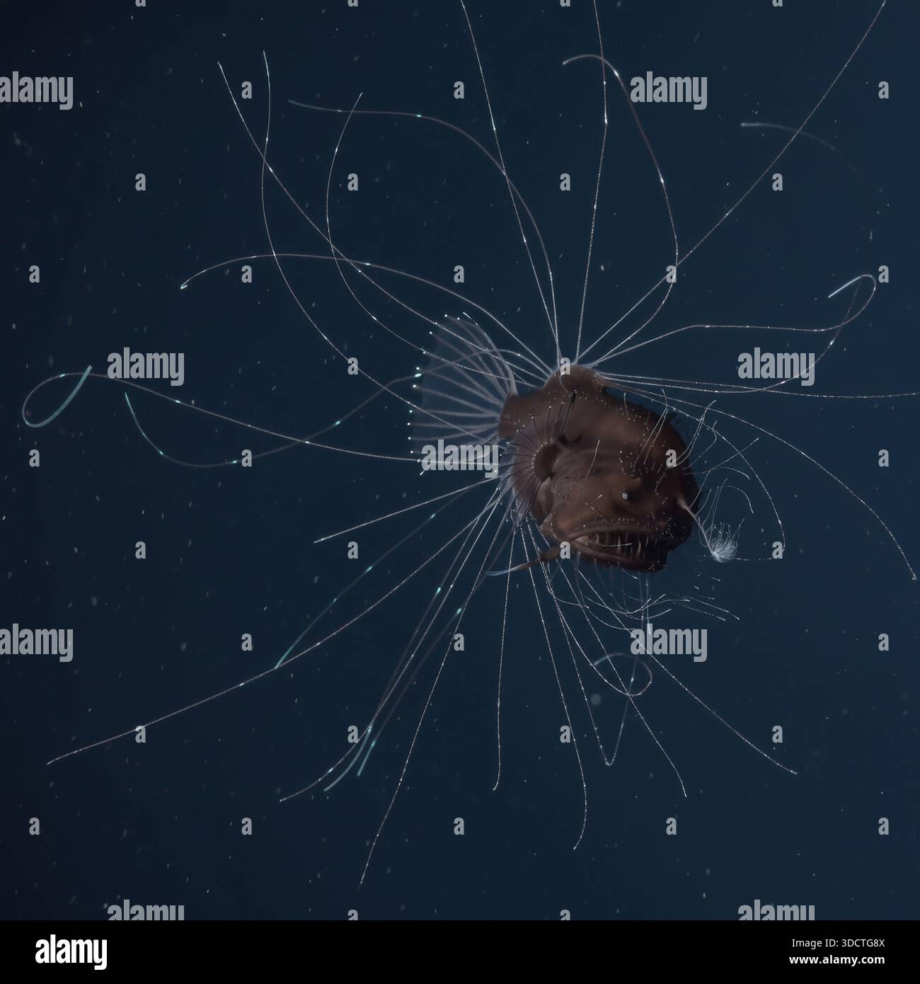 Predatory Deep-Sea Anglerfish Found at 6,500 Meters Under the Freezing ...