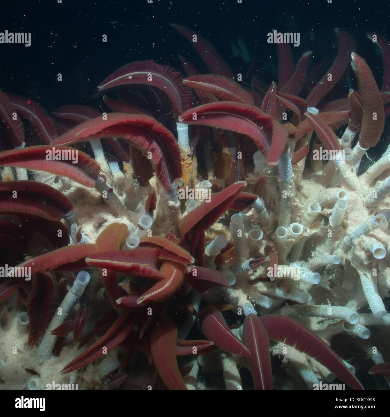 Riftia Pachyptila Tube Worms Documented at 7,100 Meters Depth in the ...