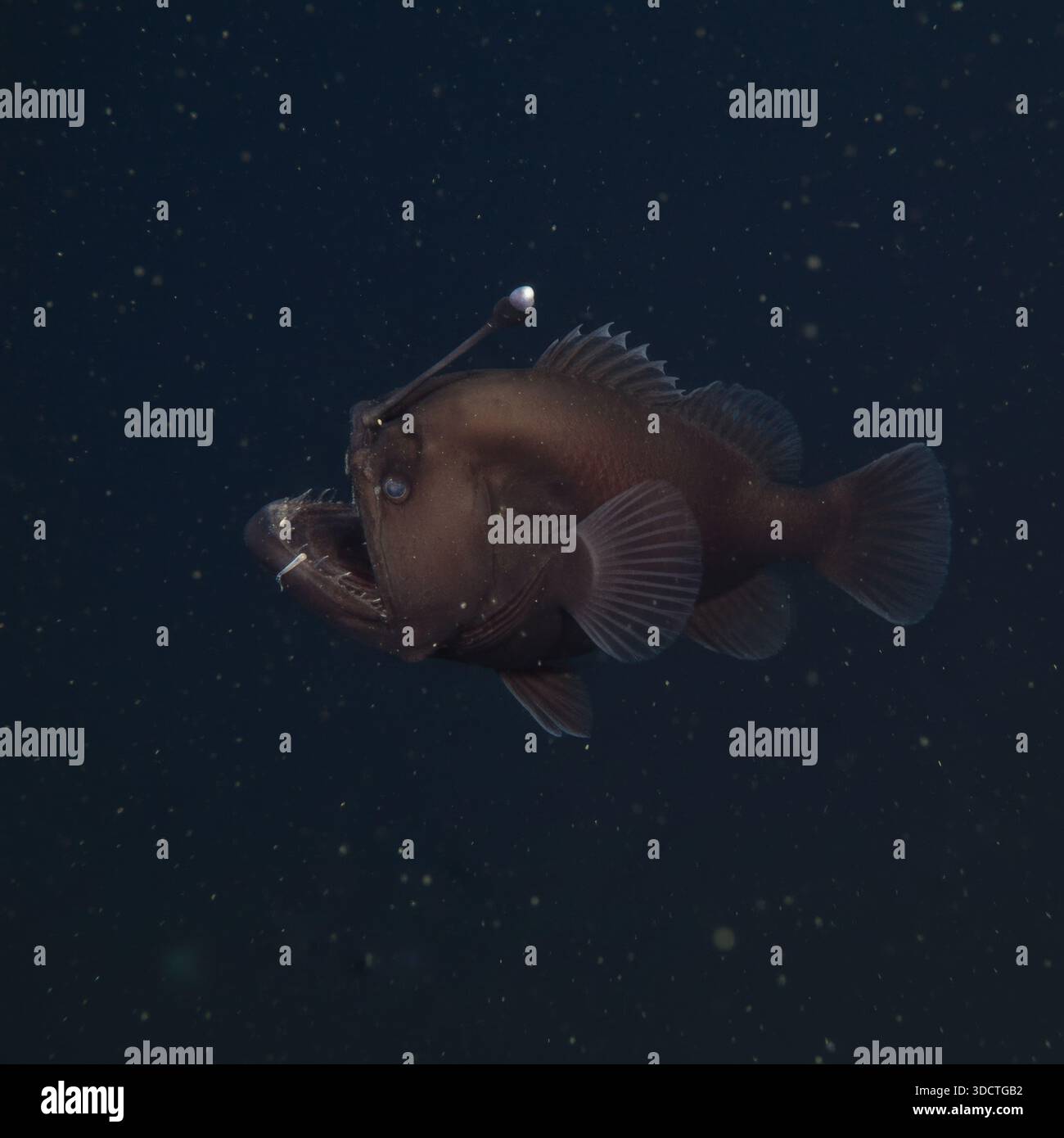 Black Seadevil Anglerfish (Melanocetus johnsonii) Captured at 5,200 ...