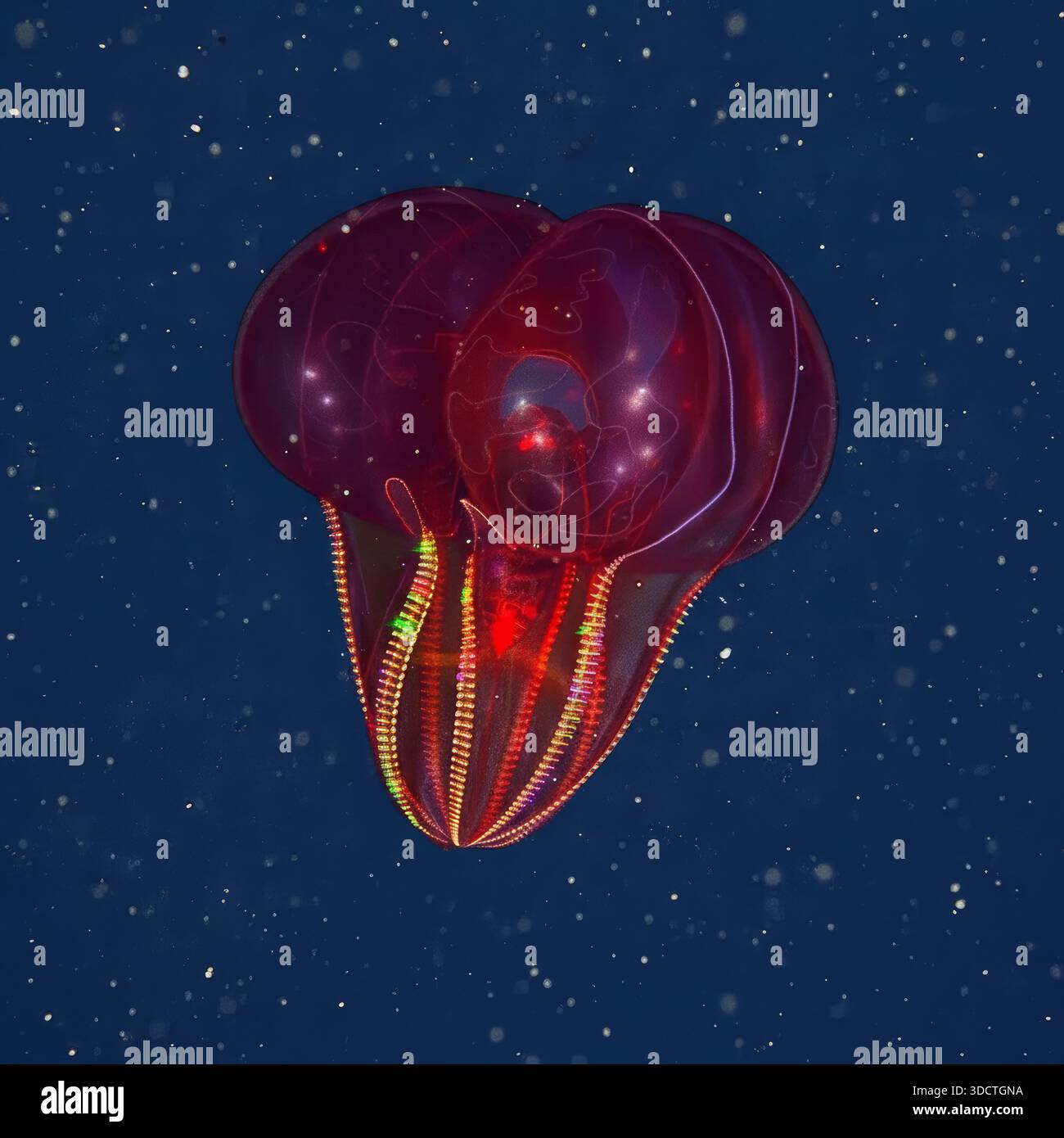 Deep Sea Bloody-Belly Comb Jelly Lampocteis cruentiventer Filmed at ...