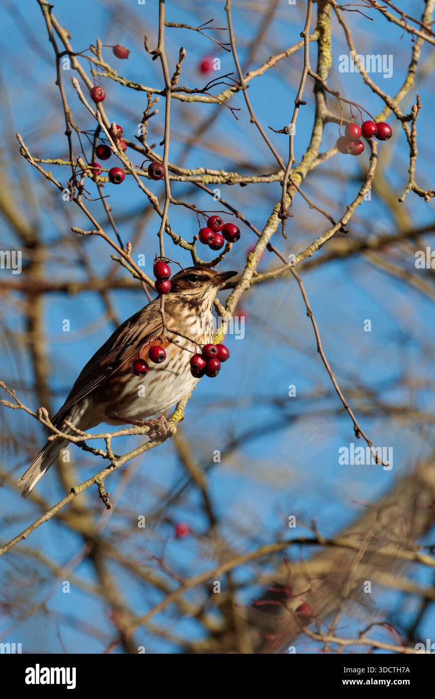 Redwing bird type of thrush hi-res stock photography and images - Alamy