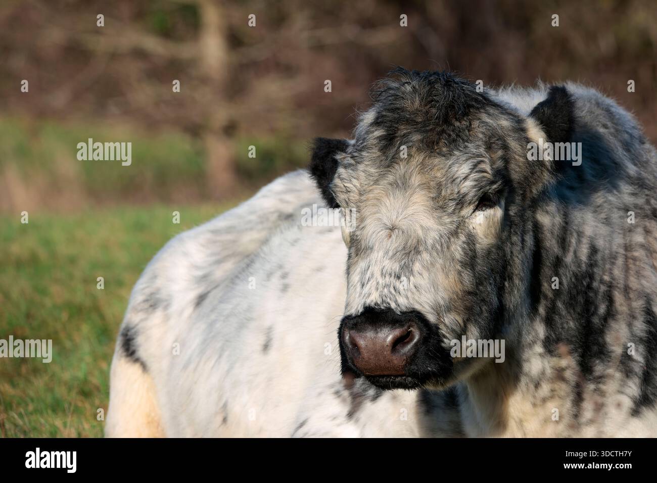 White with black smudge markings hi-res stock photography and images ...
