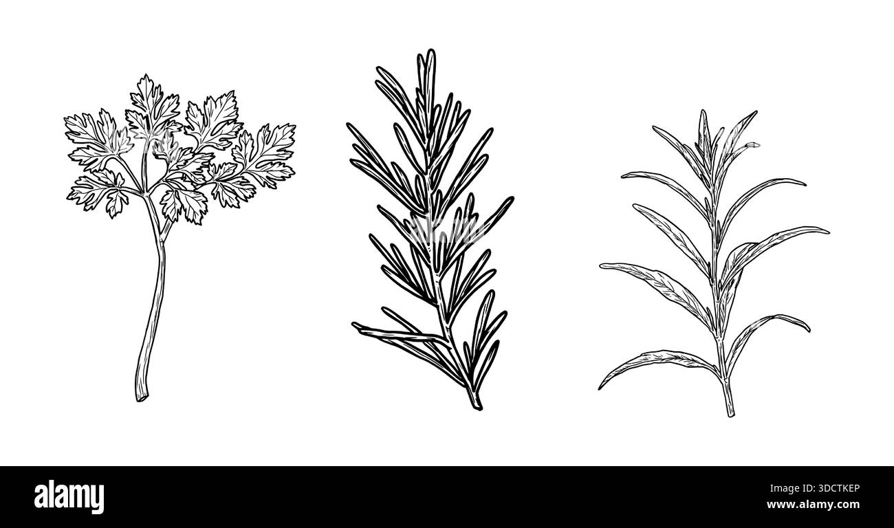 Tarragon and parsley Stock Vector Images - Alamy