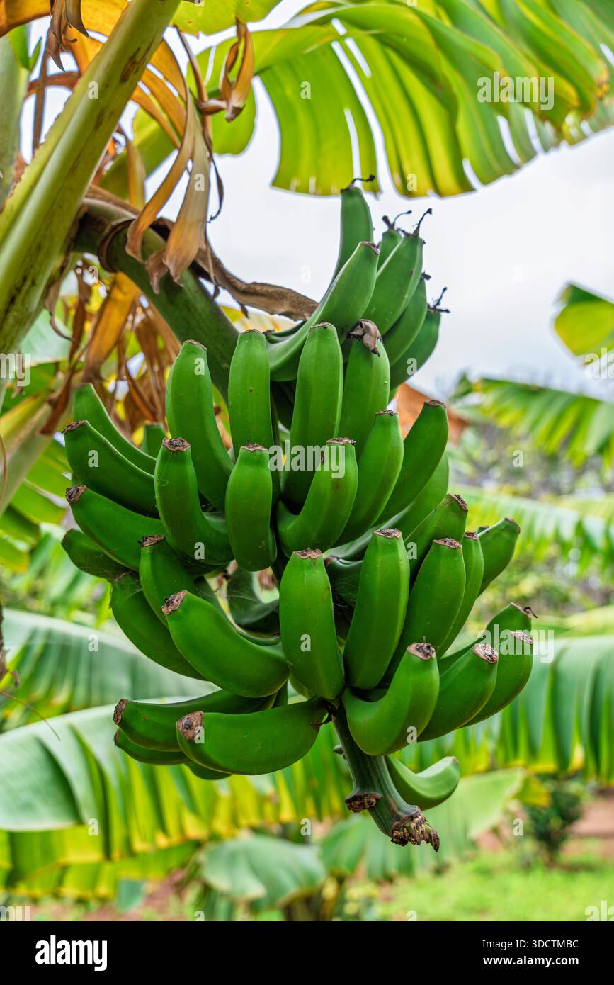 Canopy dewy hi-res stock photography and images - Alamy